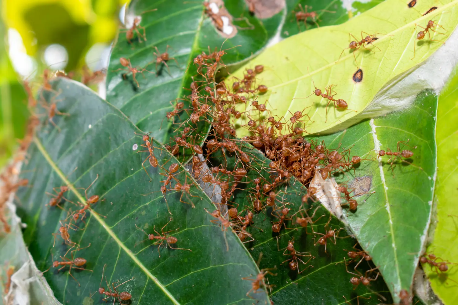 How to Get Rid of Fire Ants? | Fire Ant Pest Control